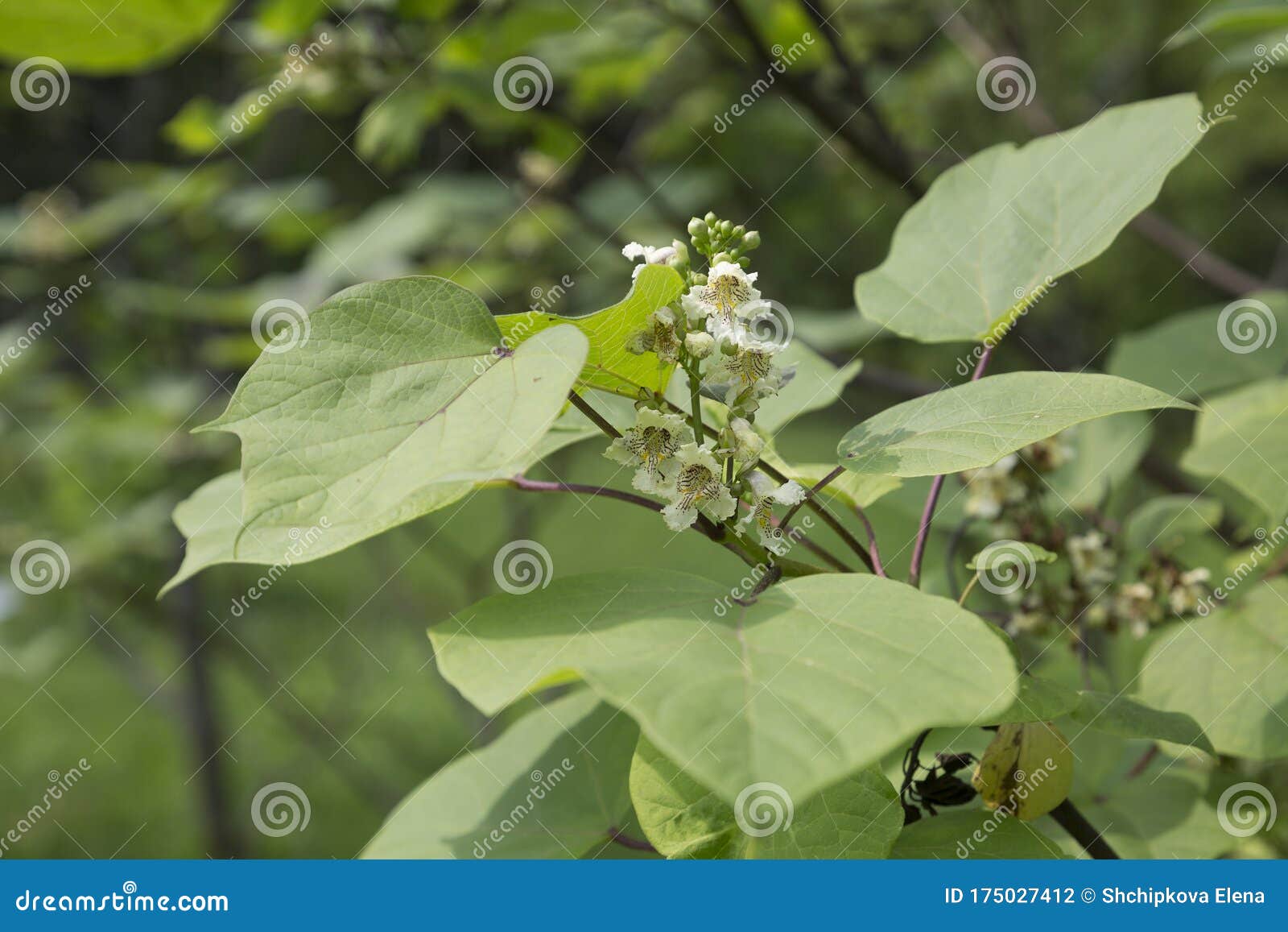 Branch of blooming catalpa stock photo. Image of flowers - 175027412
