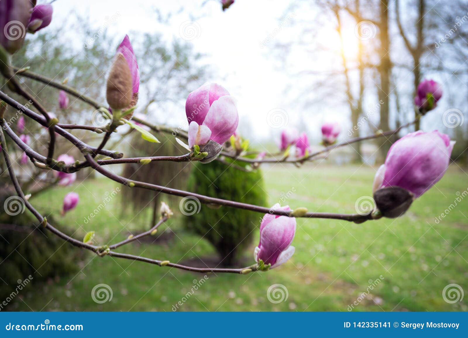 Branch of a Blooming Magnolia Stock Image - Image of beautiful, flowers ...
