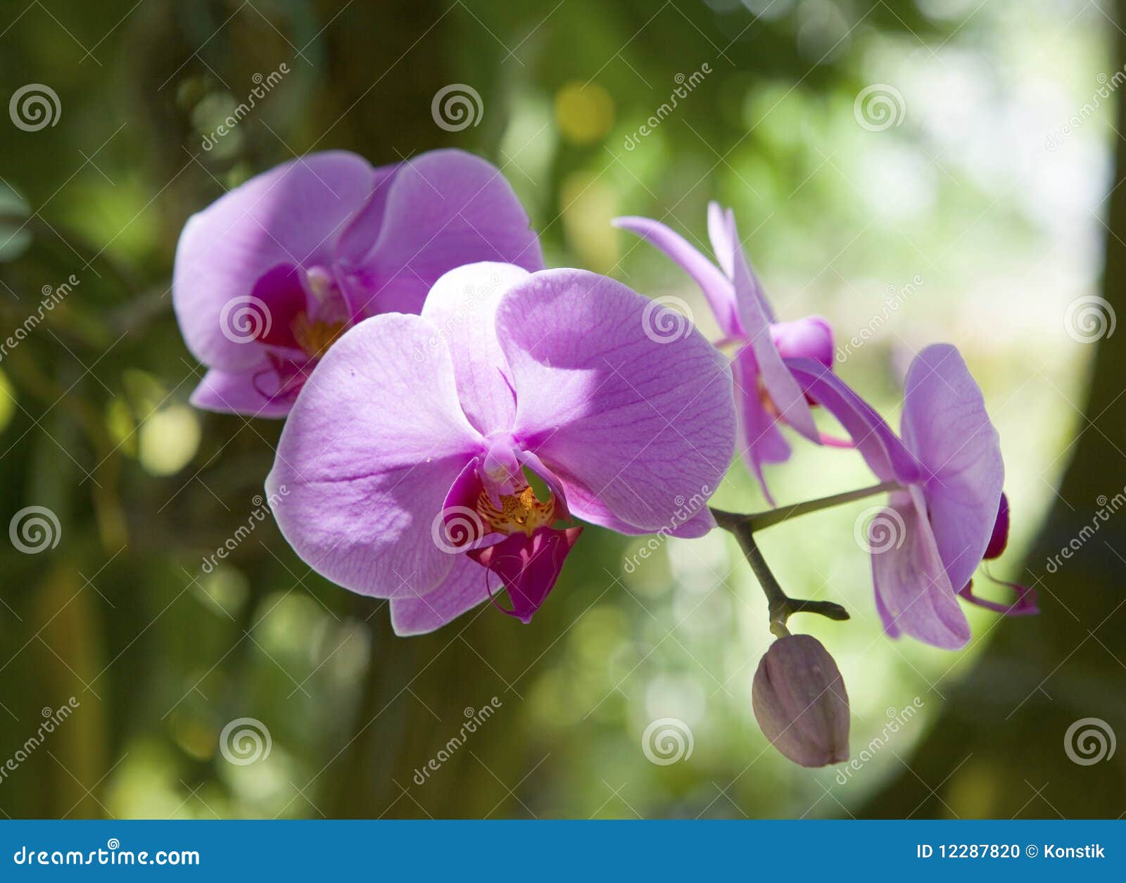 Branch of blooming orchid stock photo. Image of phalaenopsis - 12287820