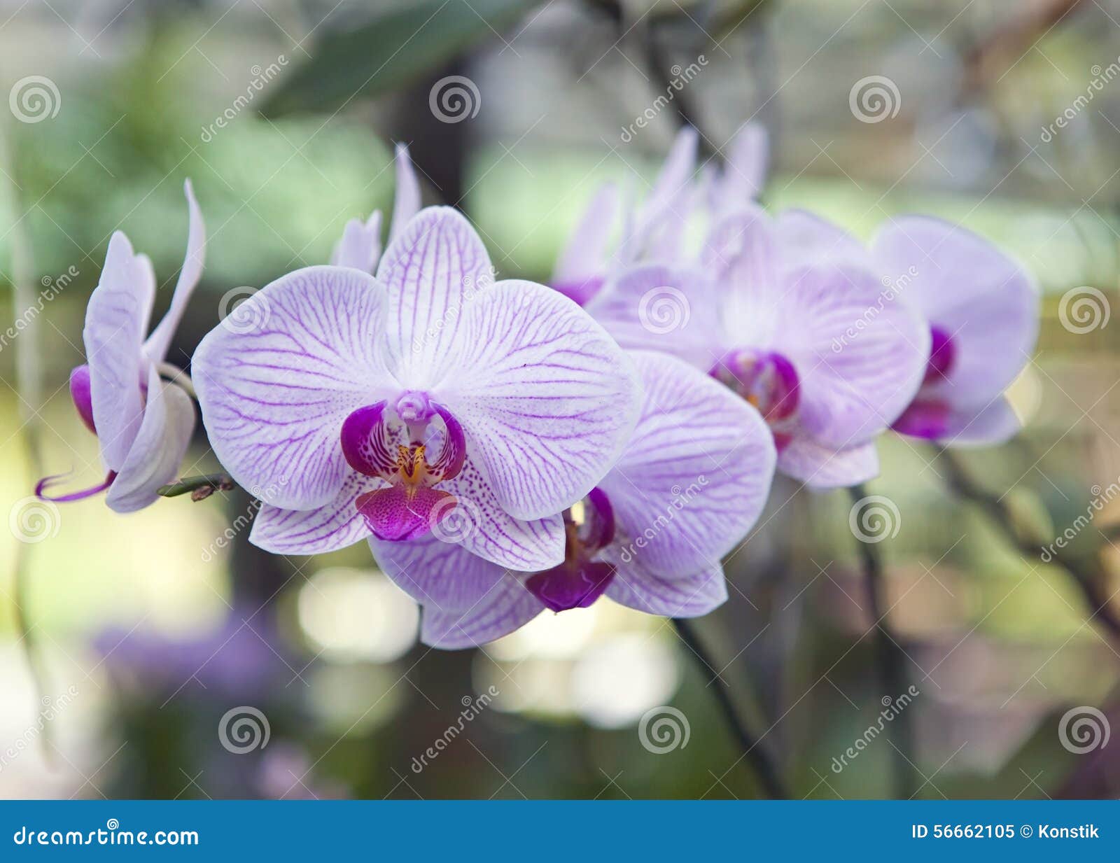 Branch of blooming orchid stock image. Image of beauty - 56662105