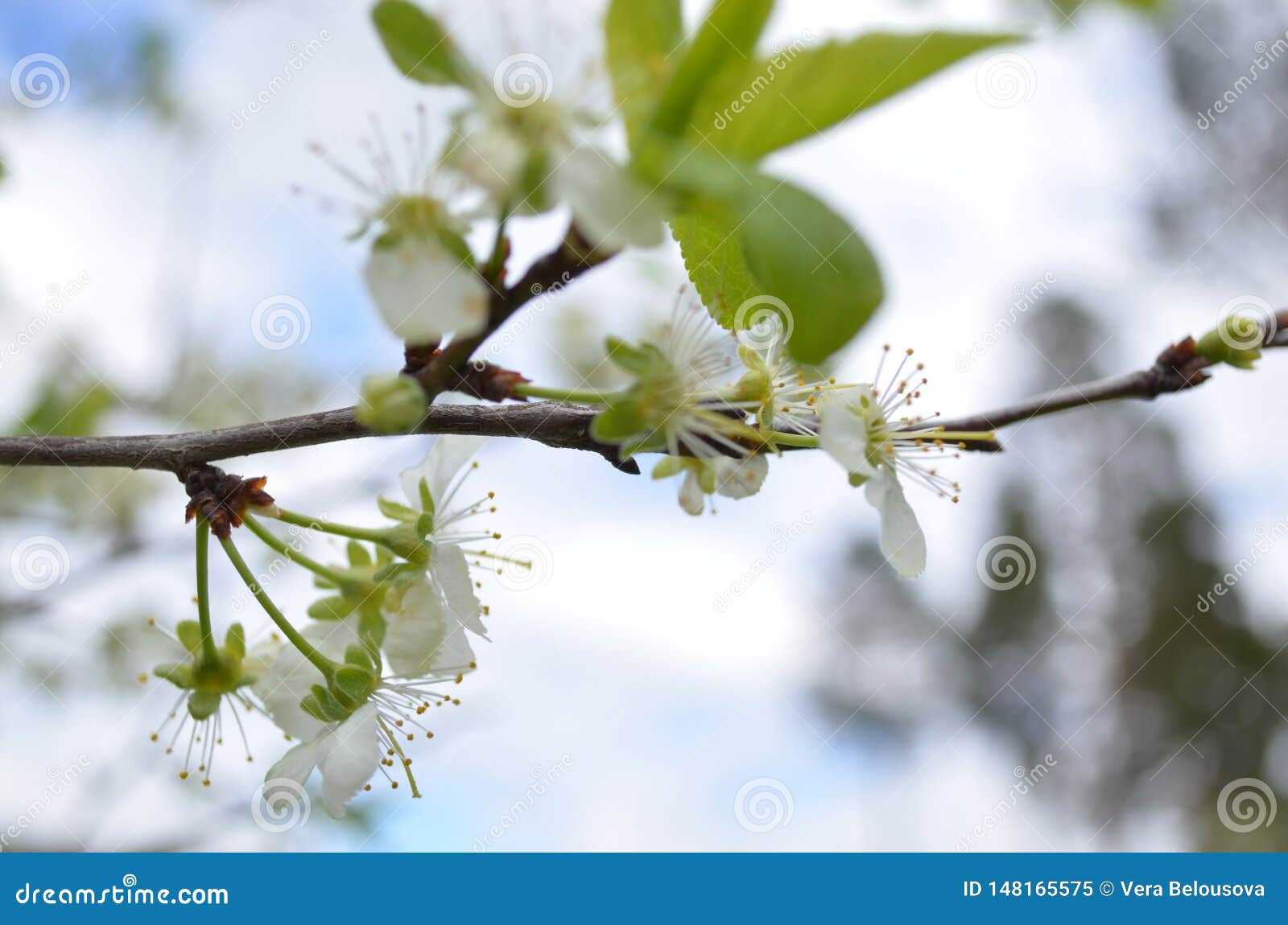 Branch blooming plum stock image. Image of plum, nature - 148165575