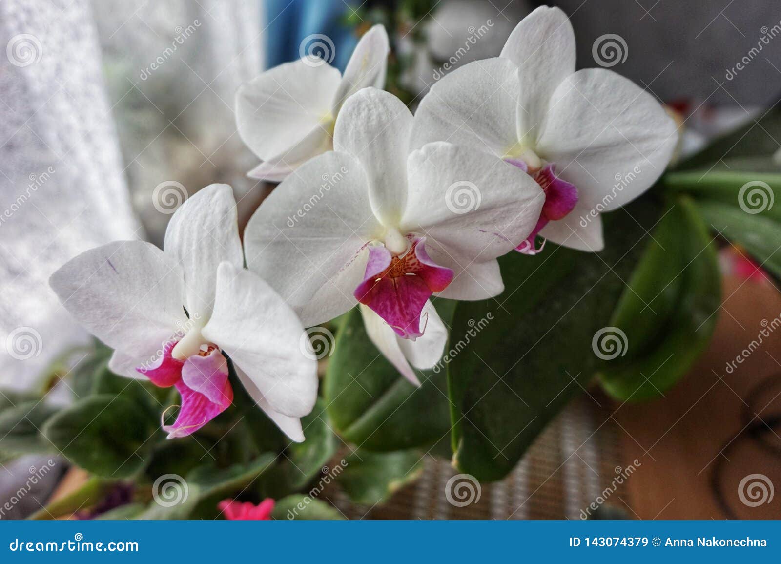 A Branch of Blooming White Orchids Stock Image - Image of apple ...