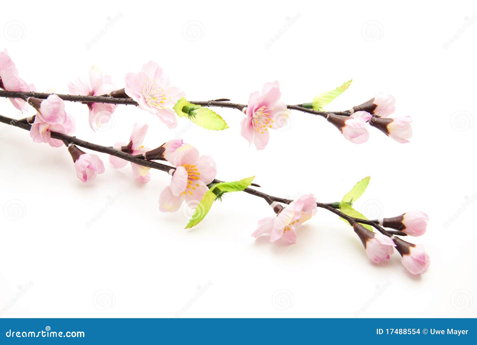 Branch with blossom stock photo. Image of leaves, leaf - 17488554