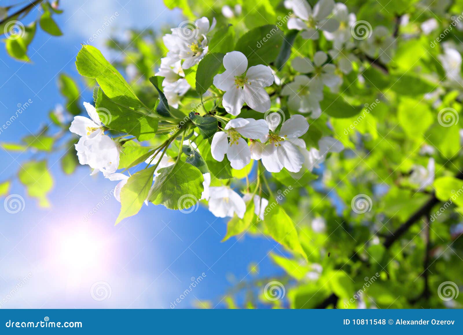37,117 Apple Sun Tree Stock Photos - Free & Royalty-Free Stock Photos ...