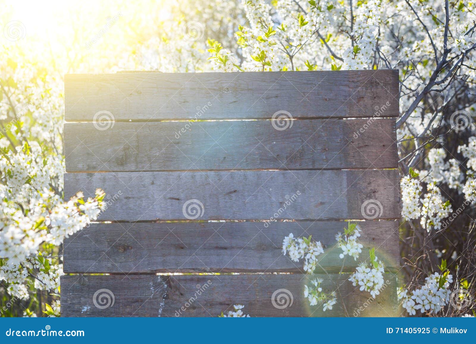Branch of Blossom Cherry on Aged Textured Boards Wood. Stock Image ...