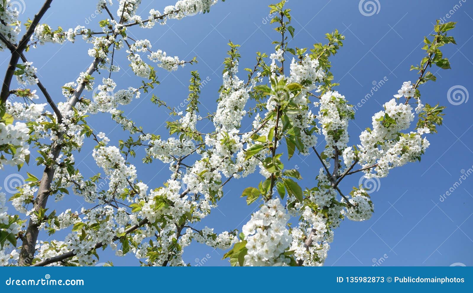 Branch, Blossom, Sky, Spring Picture. Image: 135982873