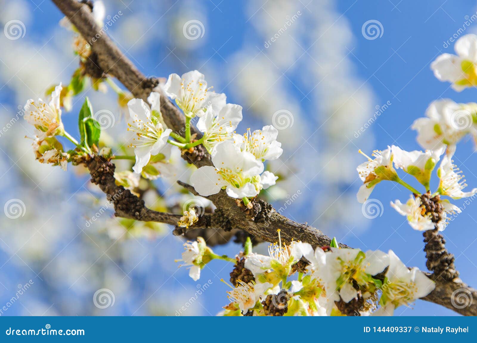 Branch of blossom tree stock image. Image of cherry - 144409337