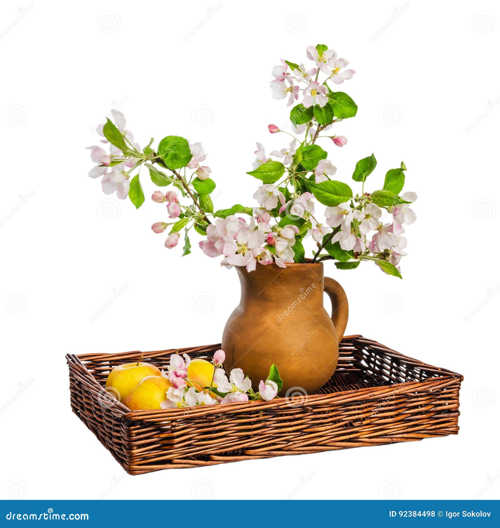 Branch of Blossoming Apple-tree in Clay Pitcher on White Backgro Stock ...