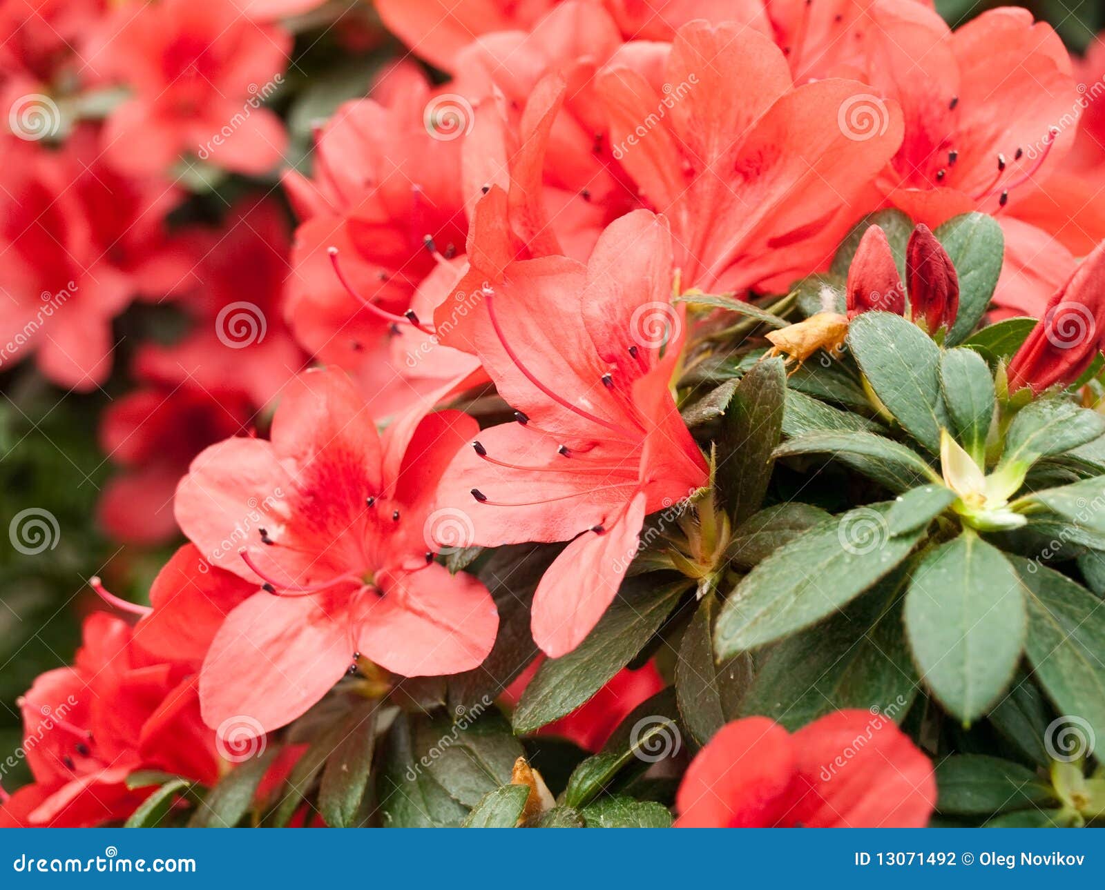 The Branch of Blossoming Azaleas Stock Photo - Image of macro, growth ...