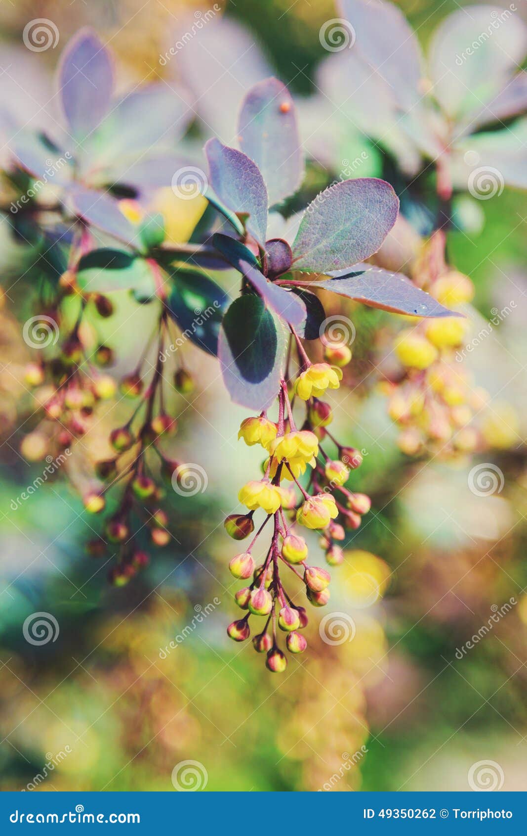 Branch of Blossoming Berberis Flowers Stock Photo - Image of green ...