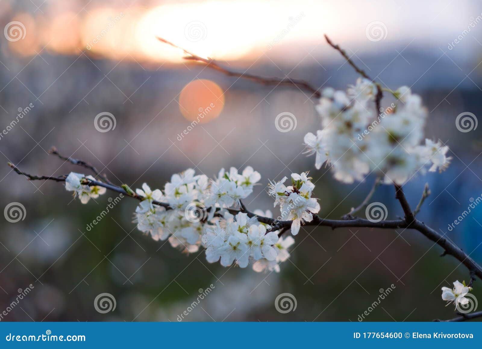 A Branch of a Blossoming Cherry Against the Sunset Stock Photo - Image ...
