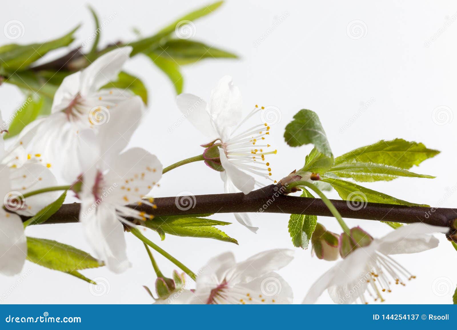 Branch of a Blossoming Cherry Stock Image - Image of close, awakening ...