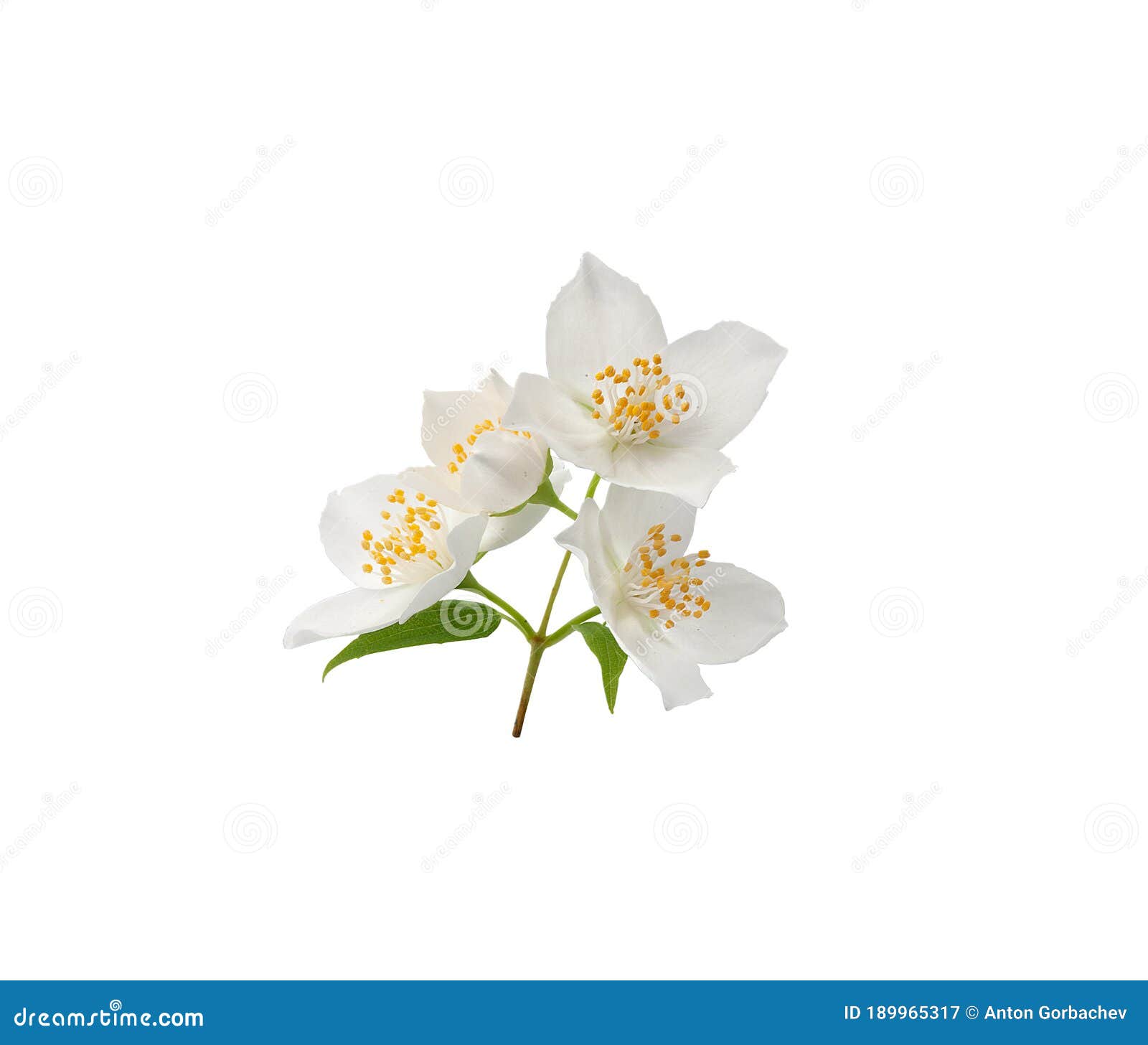 Branch of Blossoming Jasmine Stock Image - Image of leaves ...