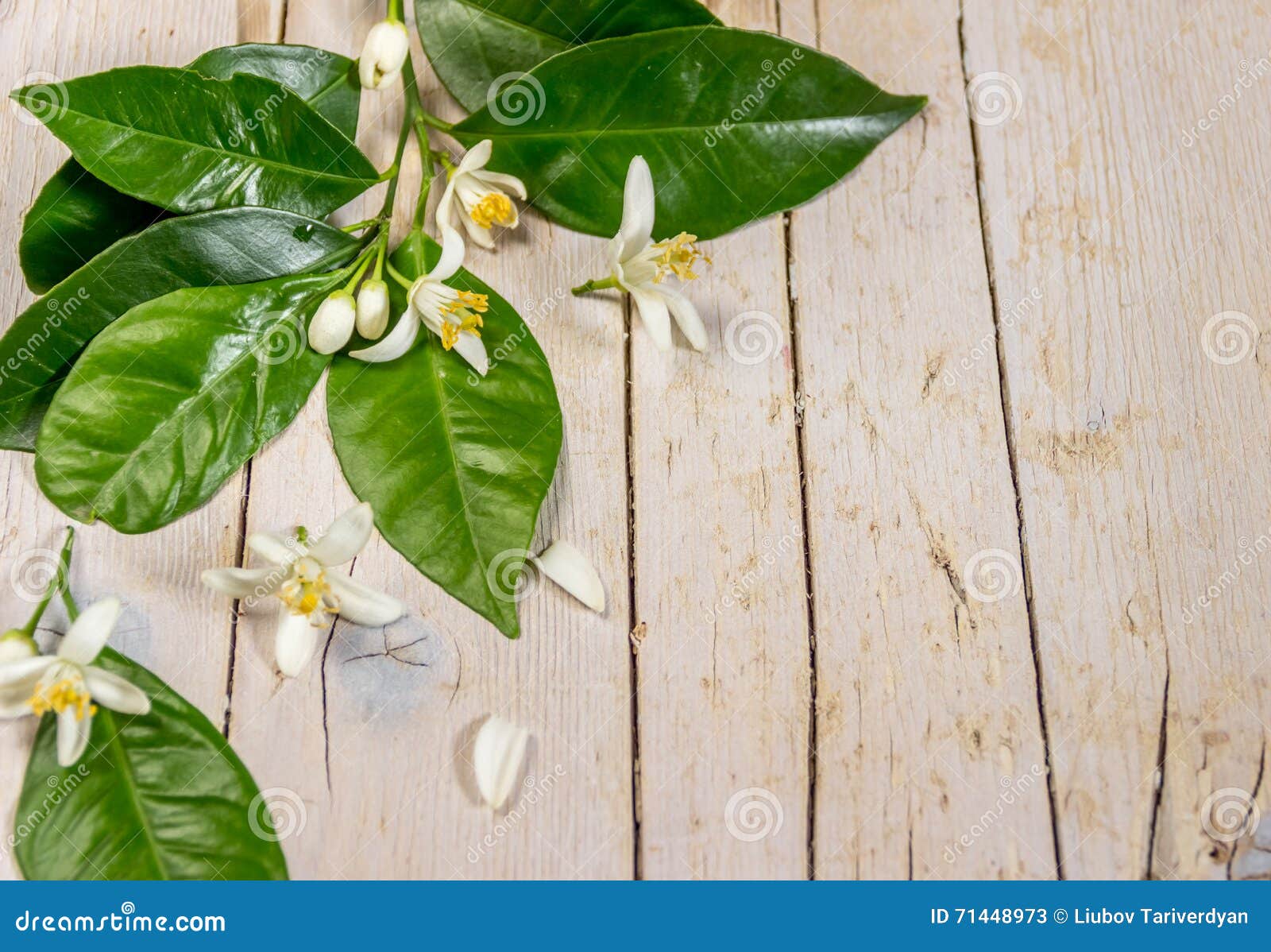 Branch Blossoming Lemon Tree Stock Image - Image of flower, wooden ...