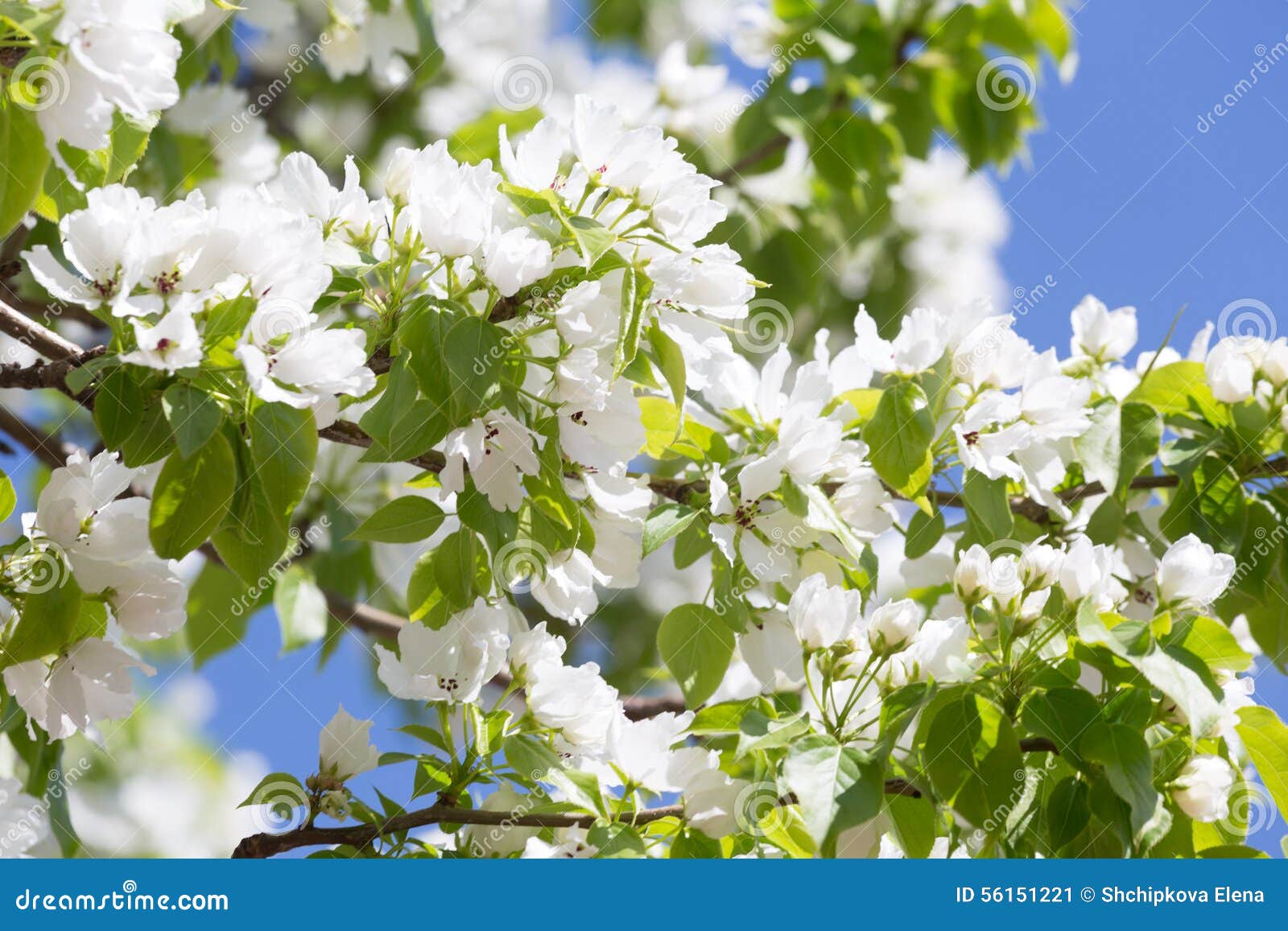 Branch of the Blossoming Pear Tree Stock Image - Image of farm, nature ...