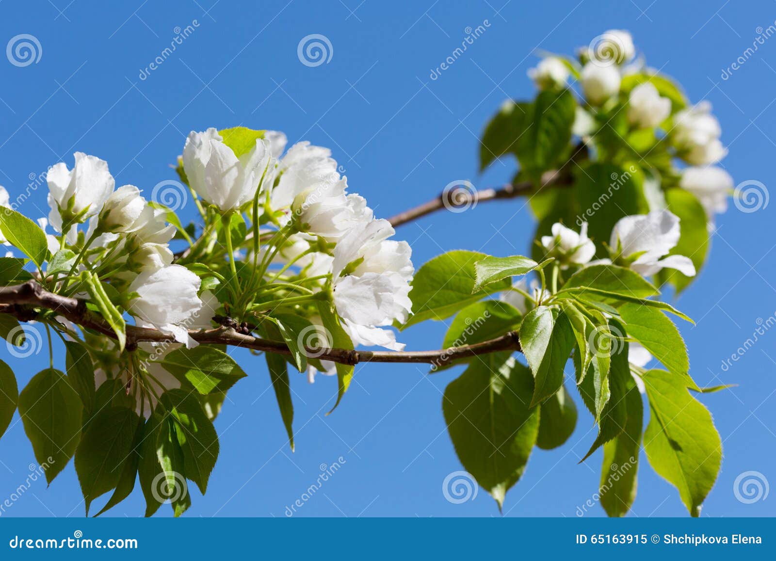 Branch of the Blossoming Pear Tree Stock Image - Image of spring, rural ...