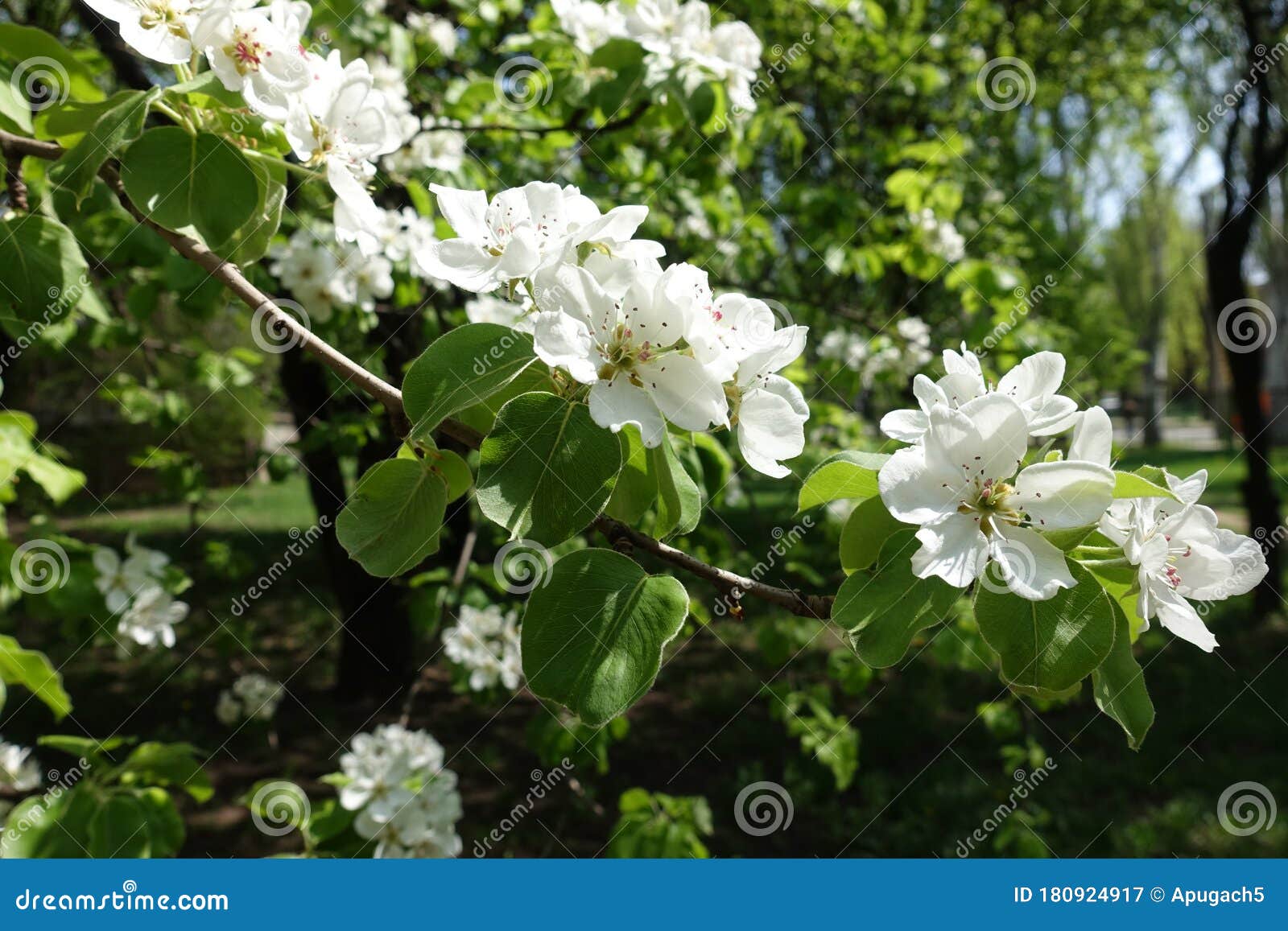 Branch of Blossoming Pear in April Stock Image - Image of beautiful ...