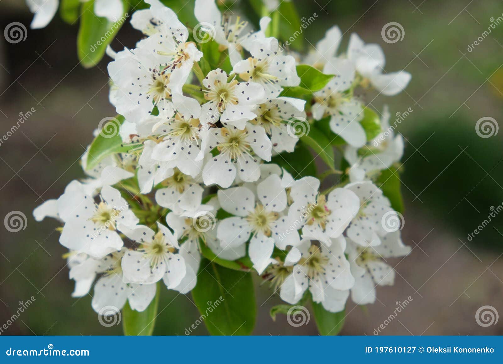 A Branch of a Blossoming Pear Tree. Inflorescence of White Pear Flowers ...