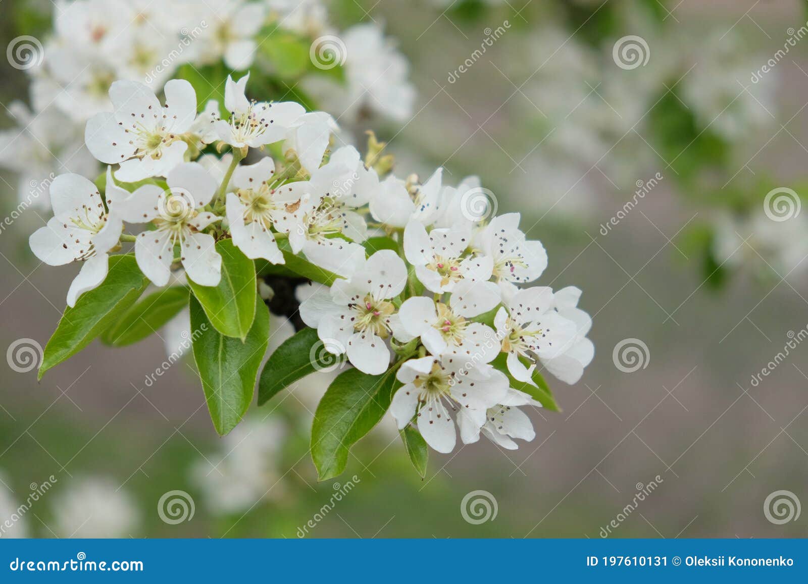 A Branch of a Blossoming Pear Tree. Inflorescence of White Pear Flowers ...
