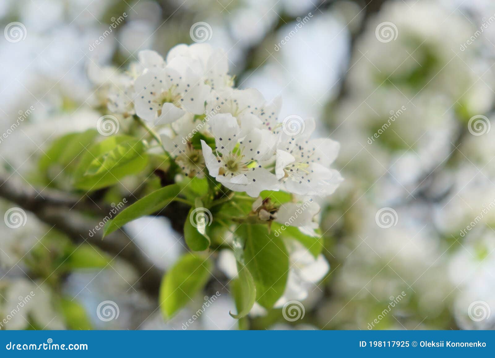 A Branch of a Blossoming Pear Tree. Inflorescence of White Pear Flowers ...