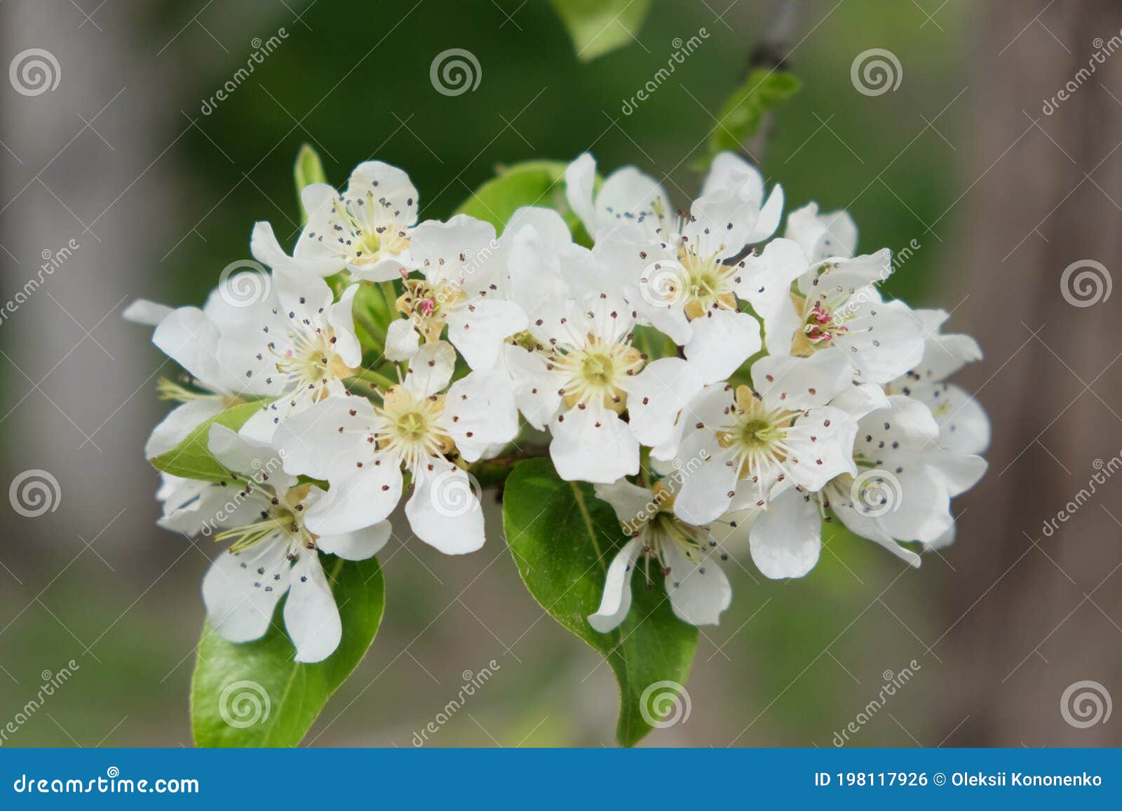 A Branch of a Blossoming Pear Tree. Inflorescence of White Pear Flowers ...