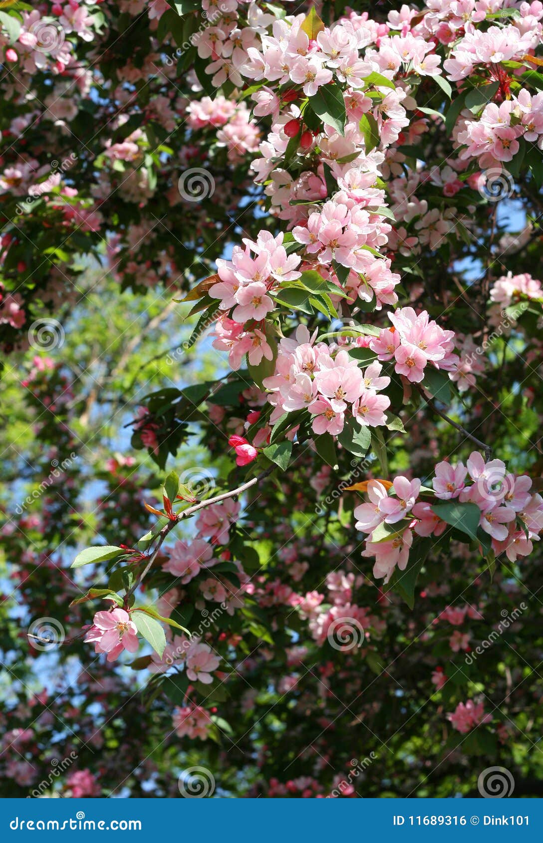 Branch of a Blossoming Tree Stock Photo - Image of plant, environment ...