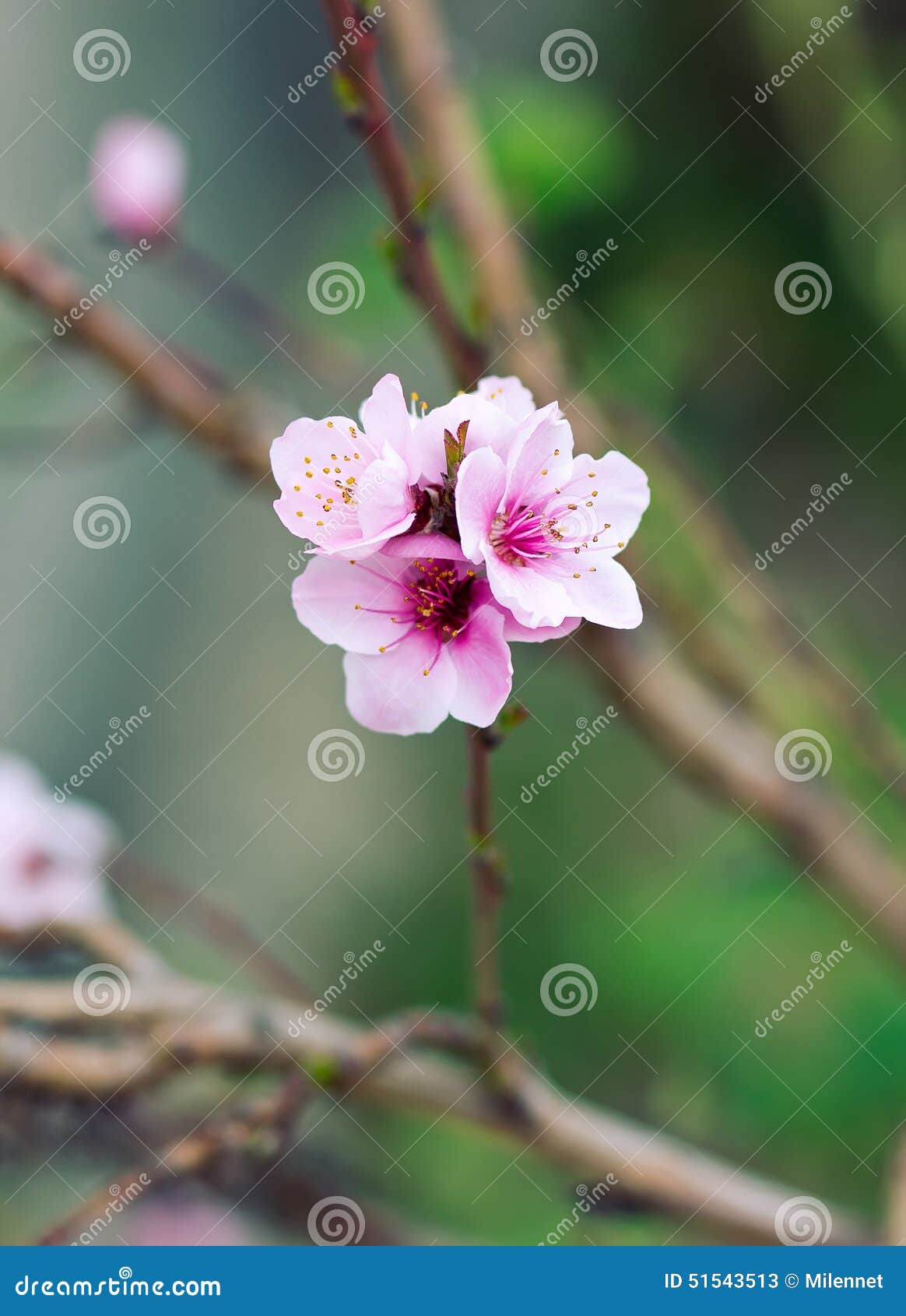 Branch of Blossoming Tree in Spring Stock Image - Image of park, blue ...