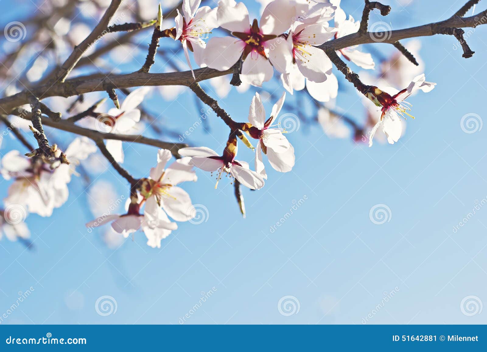 Branch of Blossoming Tree in Spring Stock Image - Image of details ...