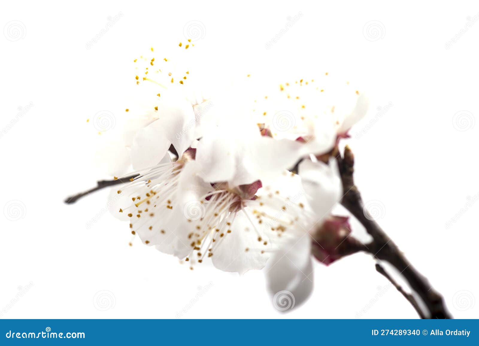 Branch with Blossoms Cherry Isolated on White Background, Stock Photo ...