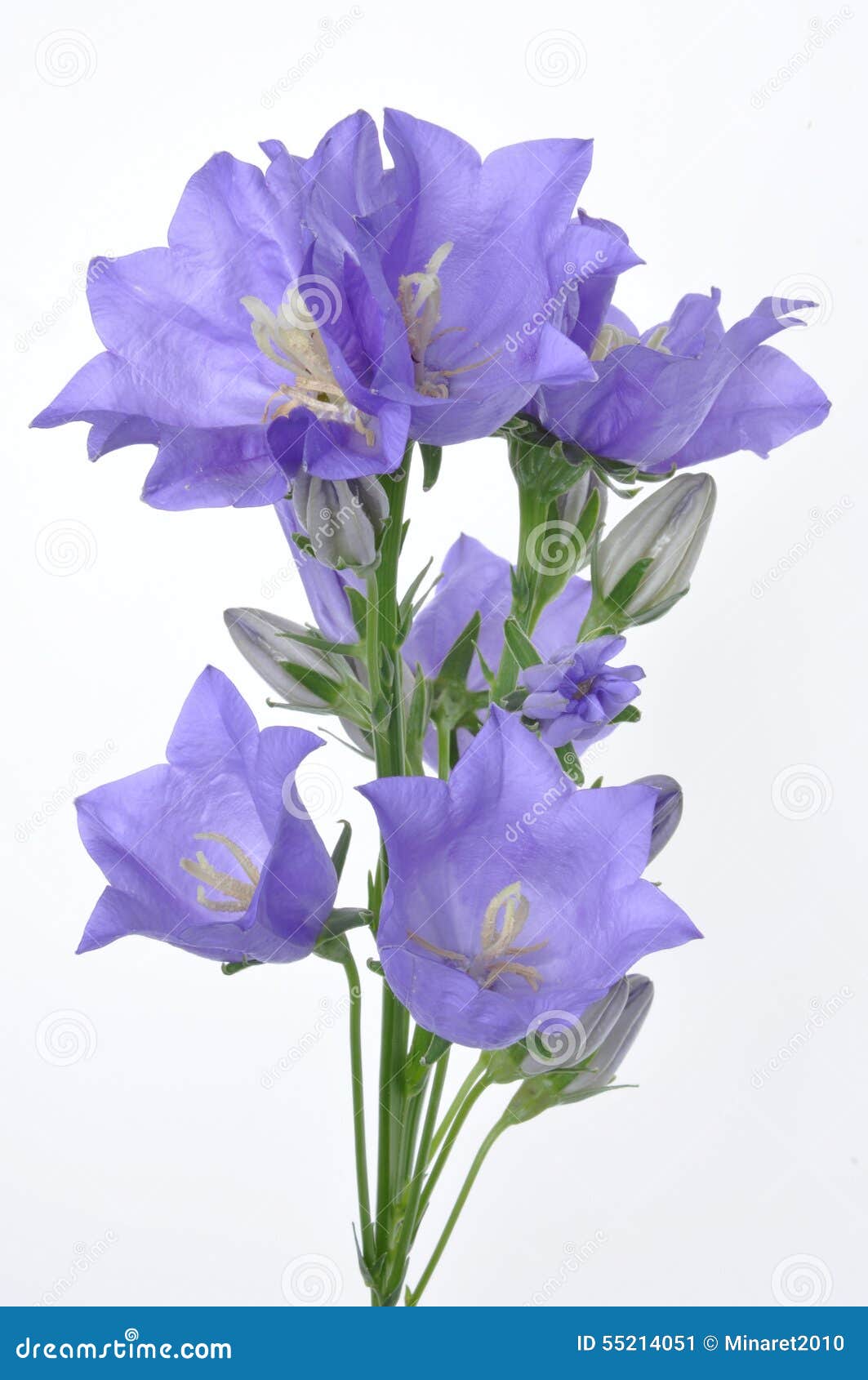 Branch Blue Bell Flower on White Background Stock Image - Image of ...