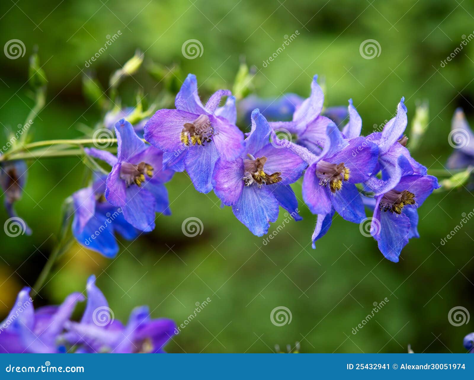 The branch of blue flowers stock image. Image of plant - 25432941