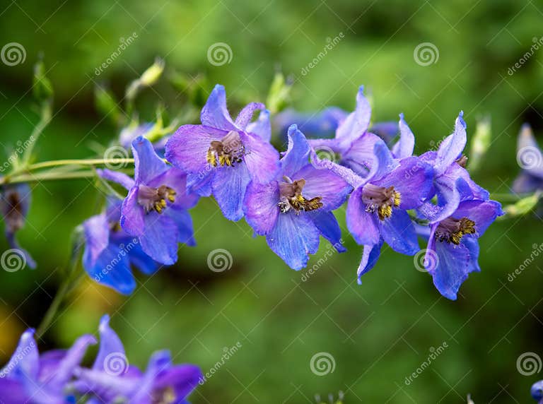 The branch of blue flowers stock image. Image of plant - 25432941