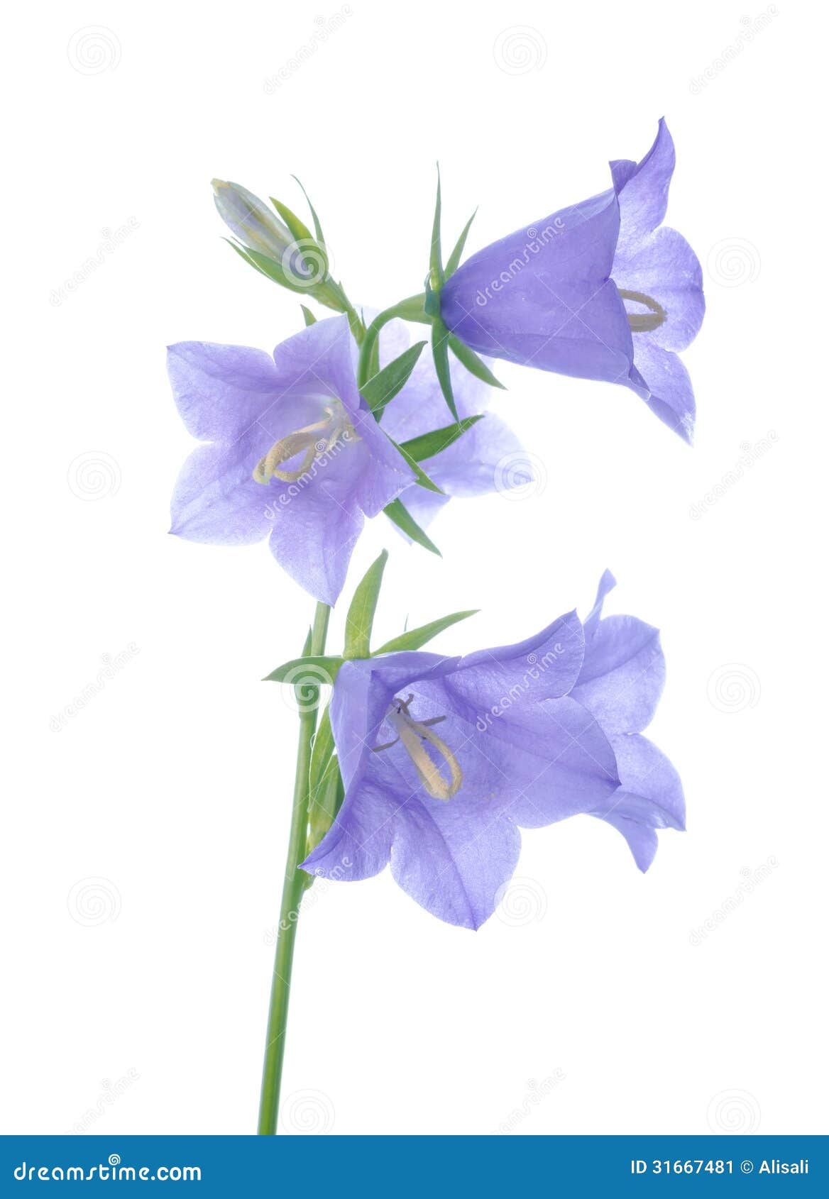 Branch Blue Hand Bell on a White Background,closeup Stock Image - Image ...