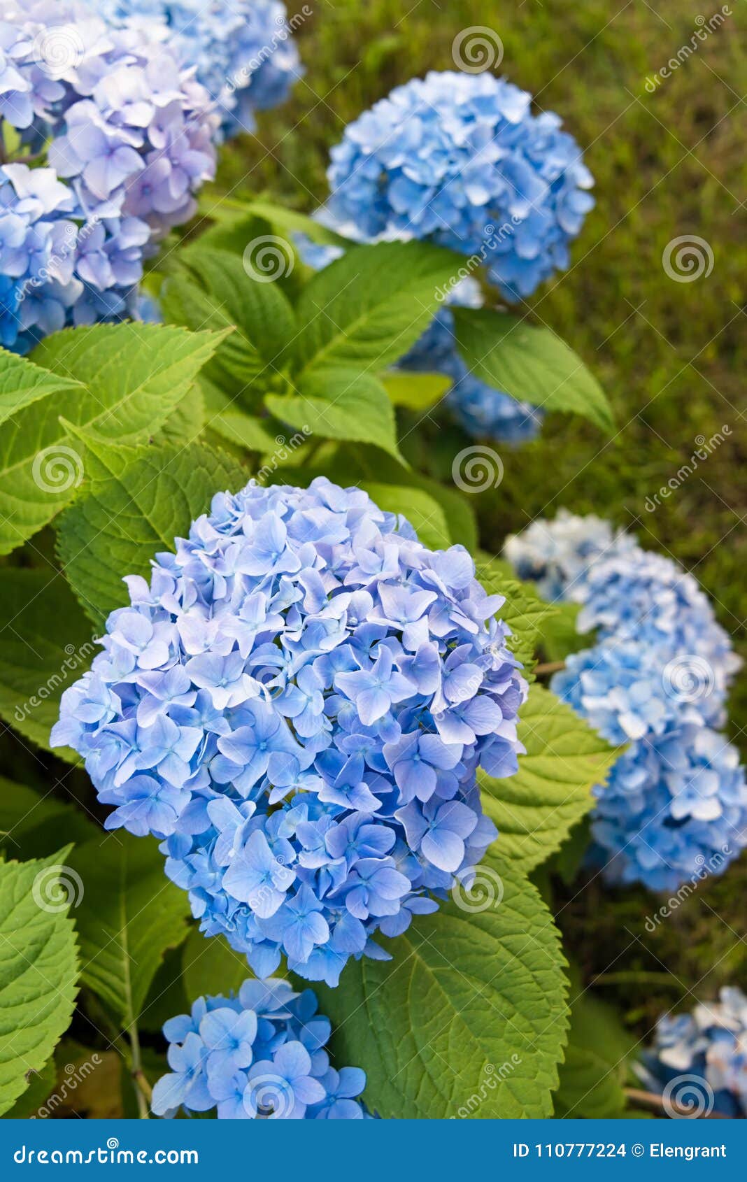 Branch of Blue Hydrangea in the Garden Stock Photo - Image of home ...