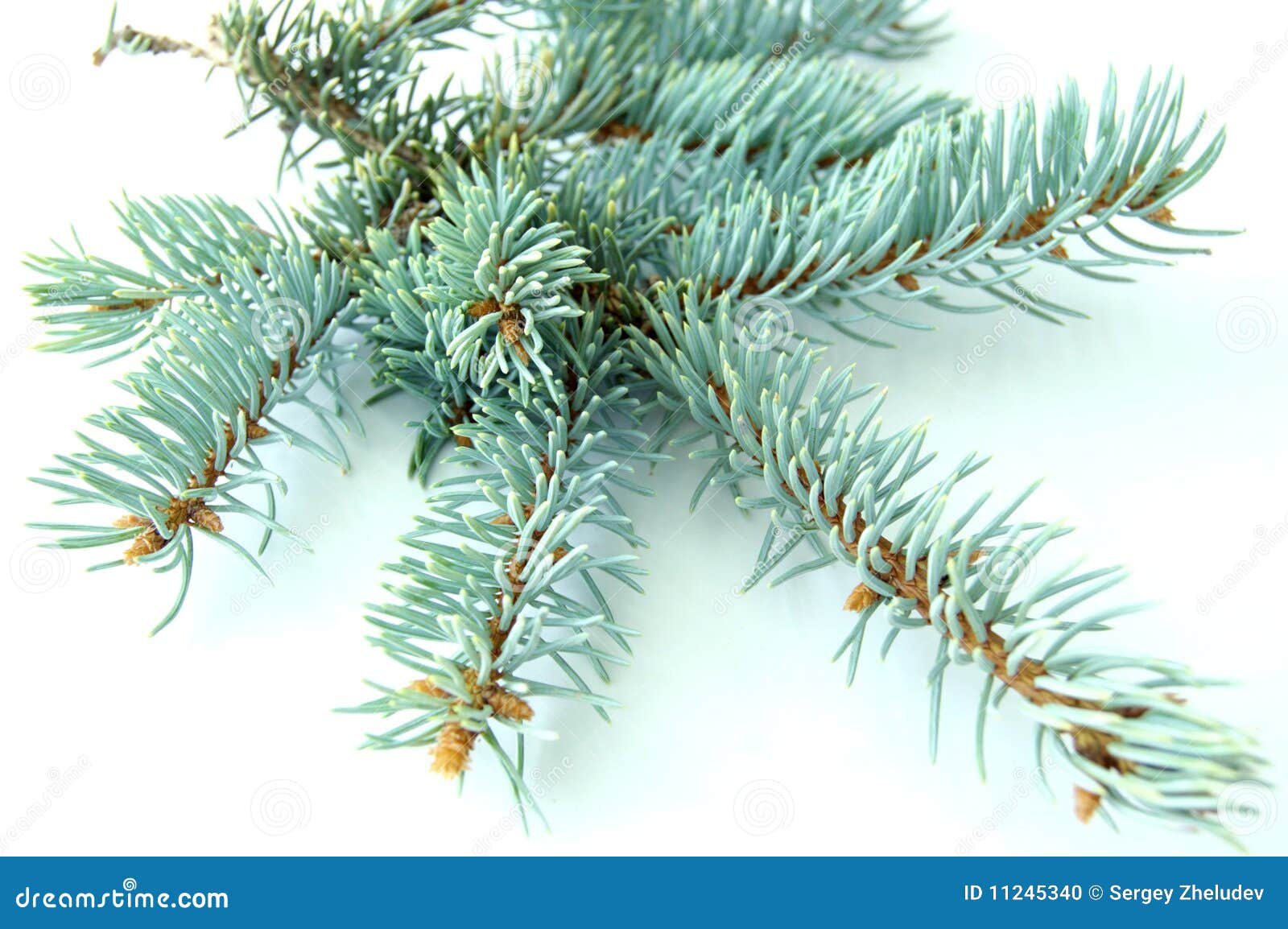 Branch of a blue spruce stock photo. Image of nature - 11245340