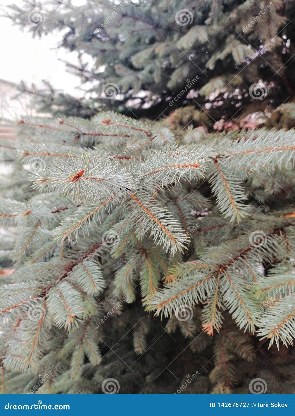 Branch of the blue tree stock image. Image of nature - 142676727