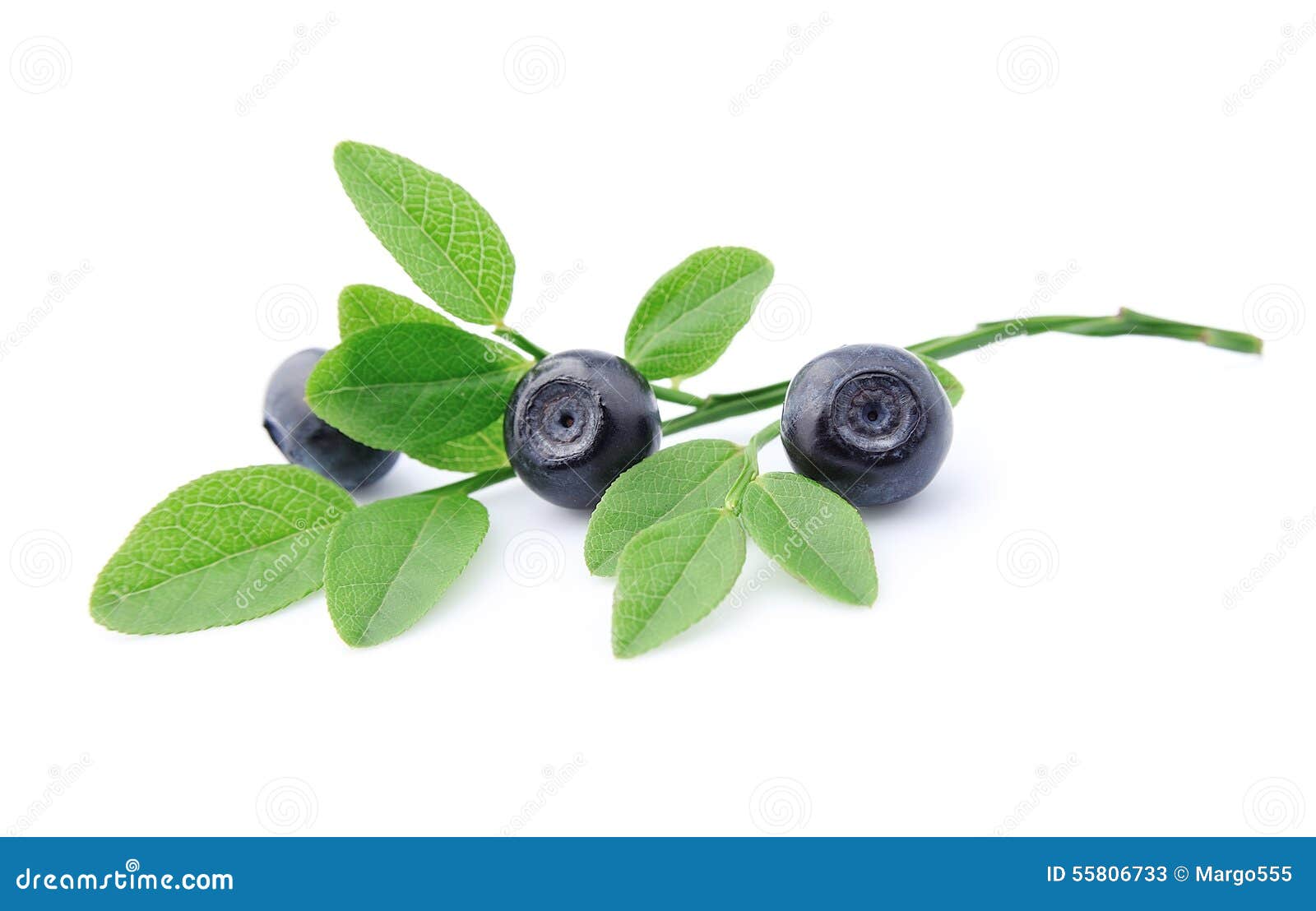 Branch of blueberries stock image. Image of group, isolated - 55806733