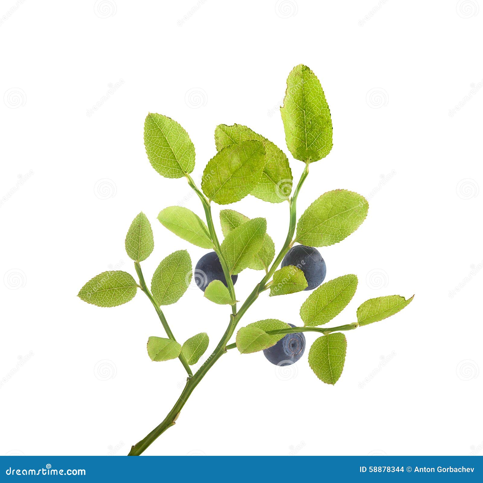 Branch of blueberry stock photo. Image of blue, branch - 58878344