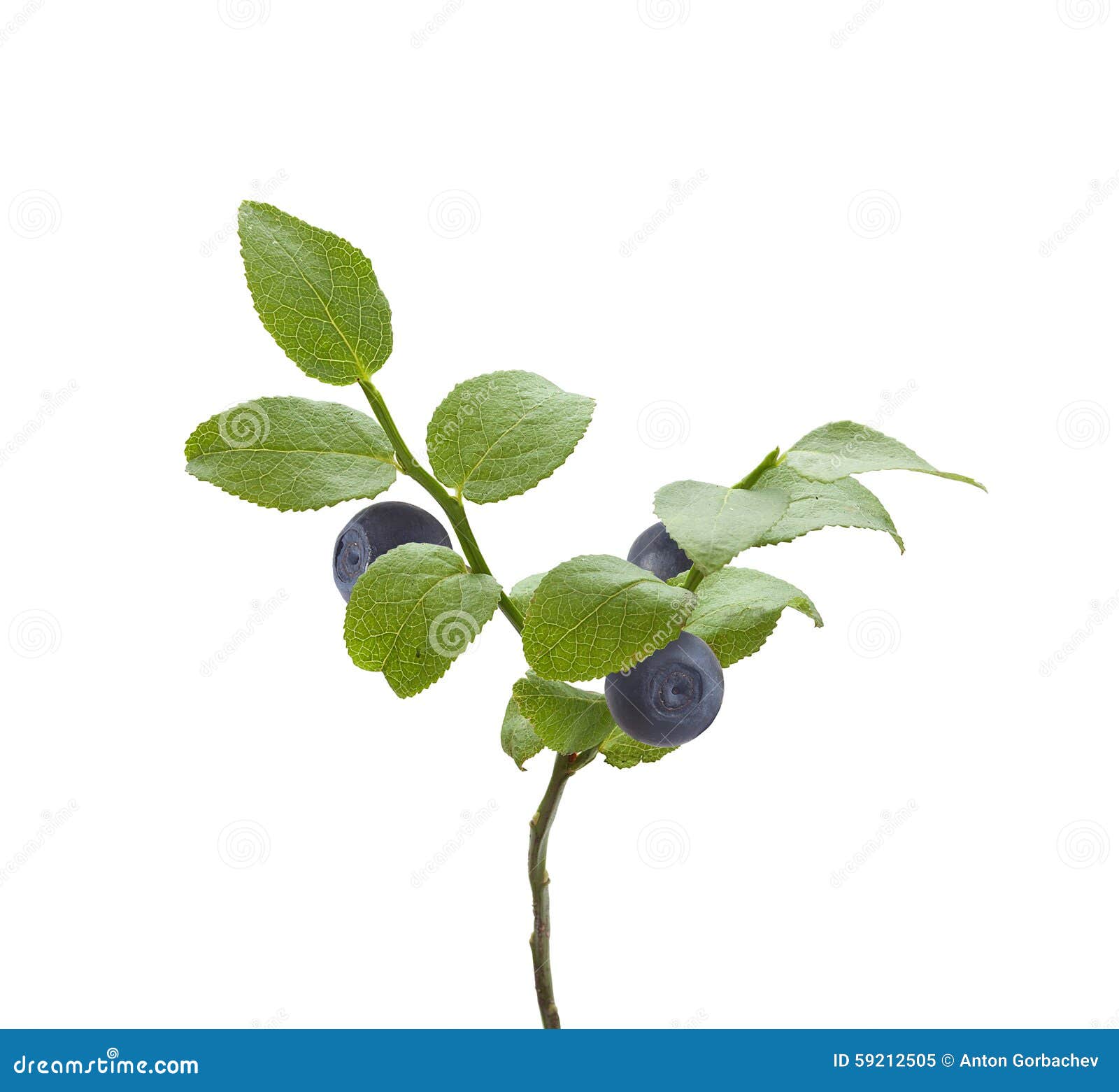 Branch of blueberry stock image. Image of summer, branch - 59212505