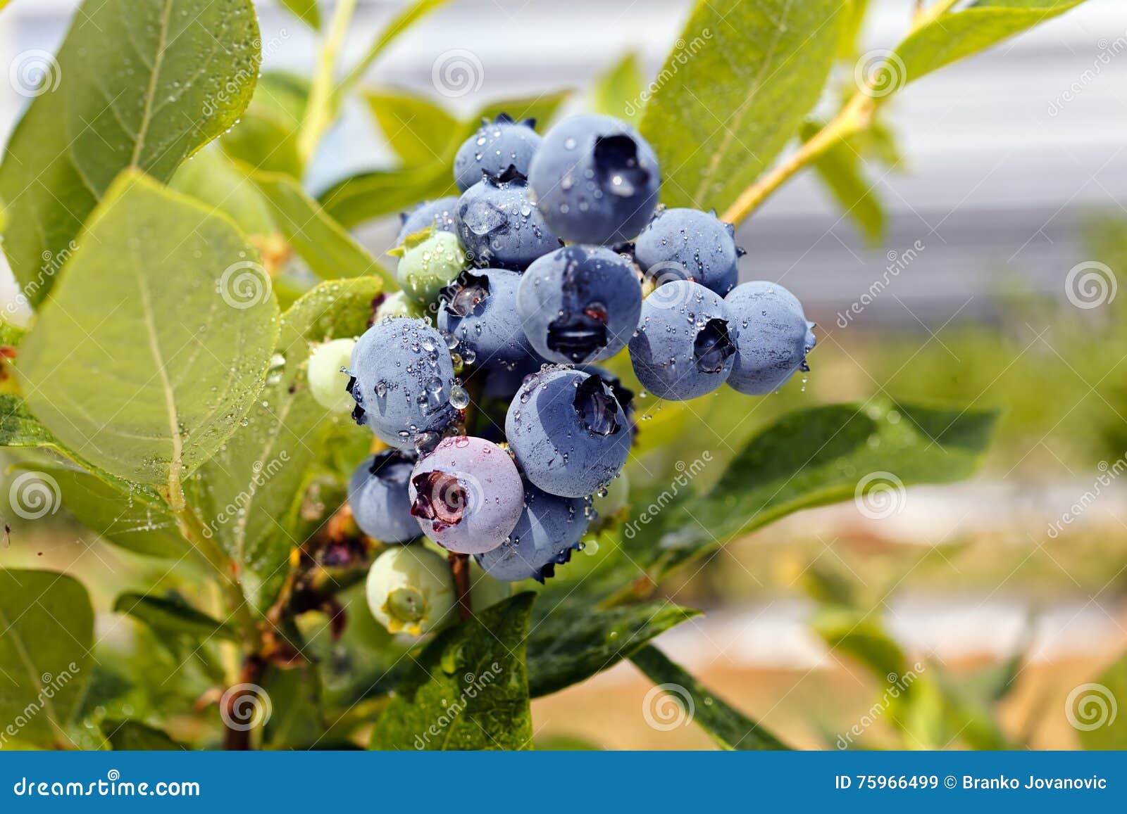The branch of blueberryes stock image. Image of food - 75966499