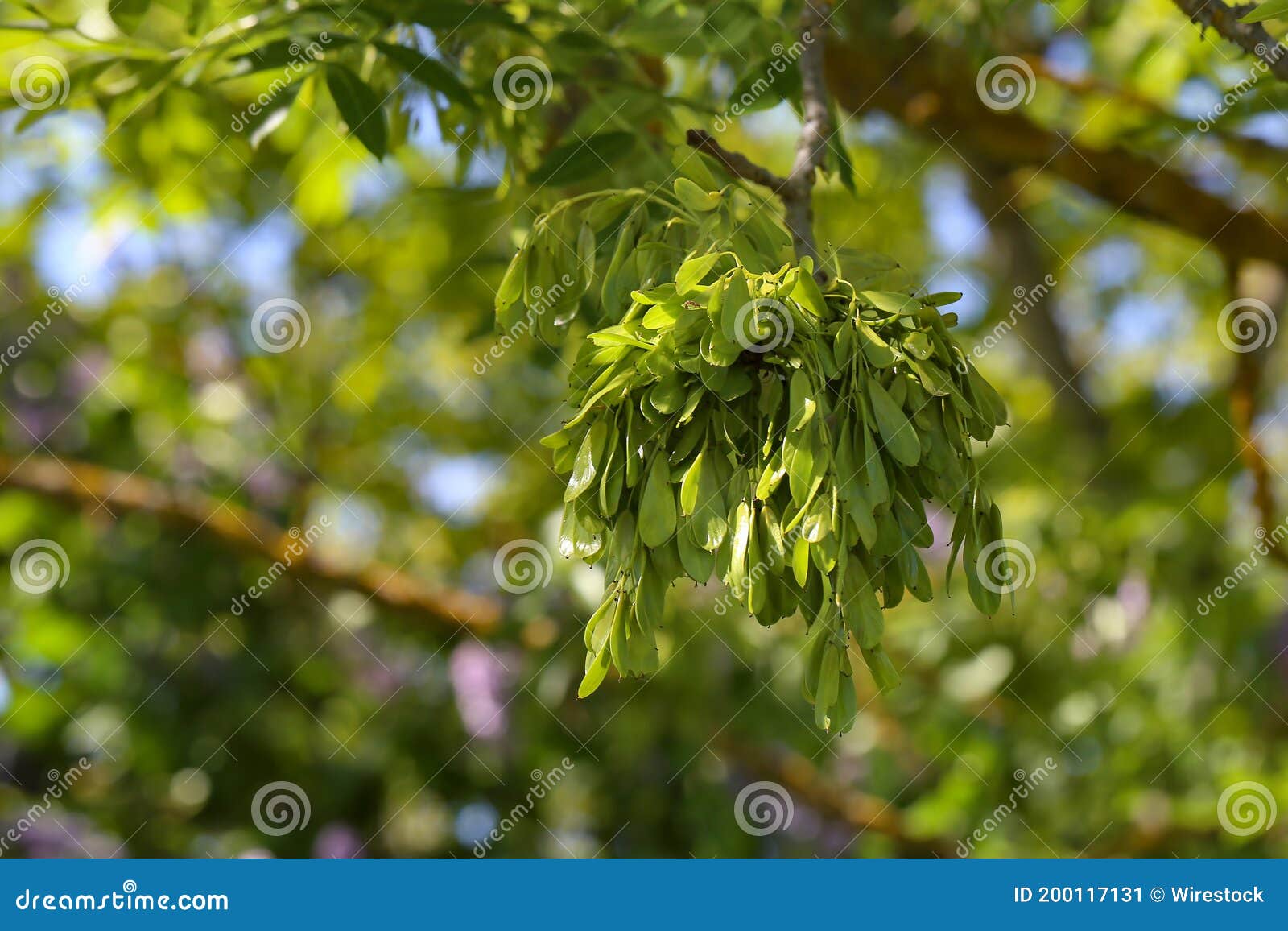 Branch of a Boxelder Maple Tree Stock Image - Image of wood, greenery ...