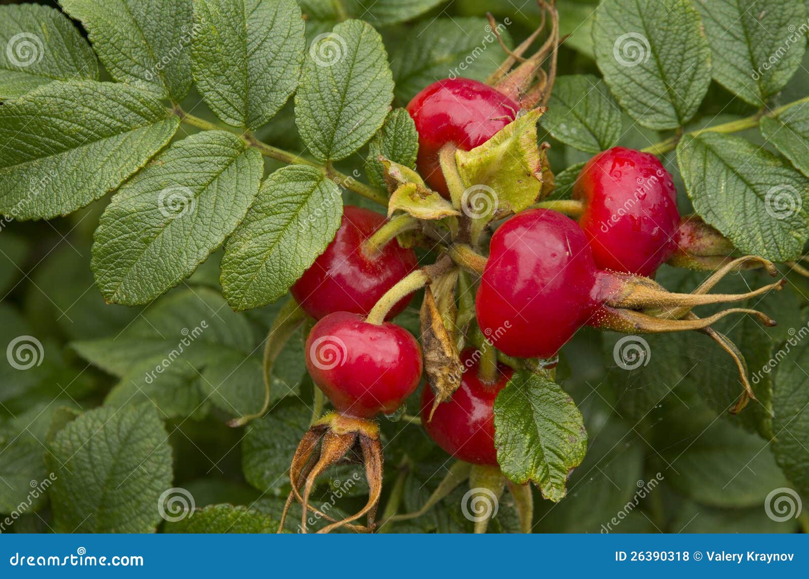 Branch of Briar with Berries Stock Photo - Image of season, bush: 26390318