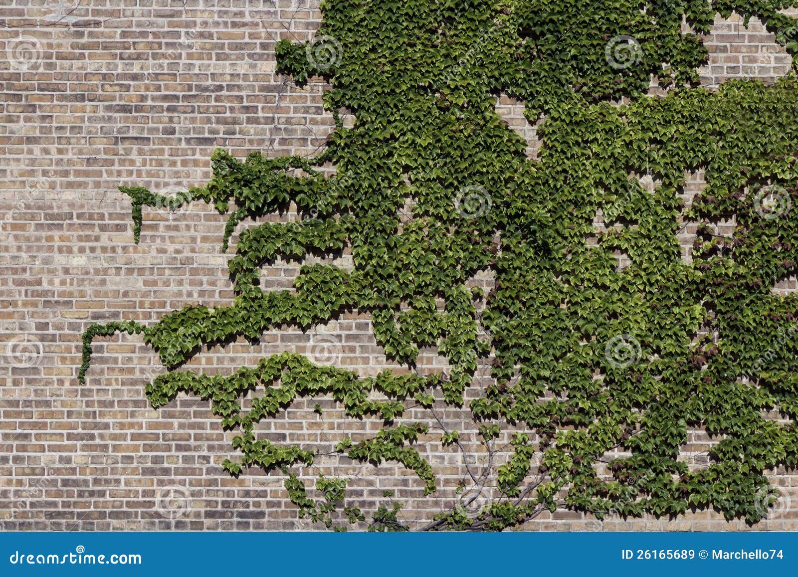 Branch on the brick wall stock image. Image of closeup - 26165689