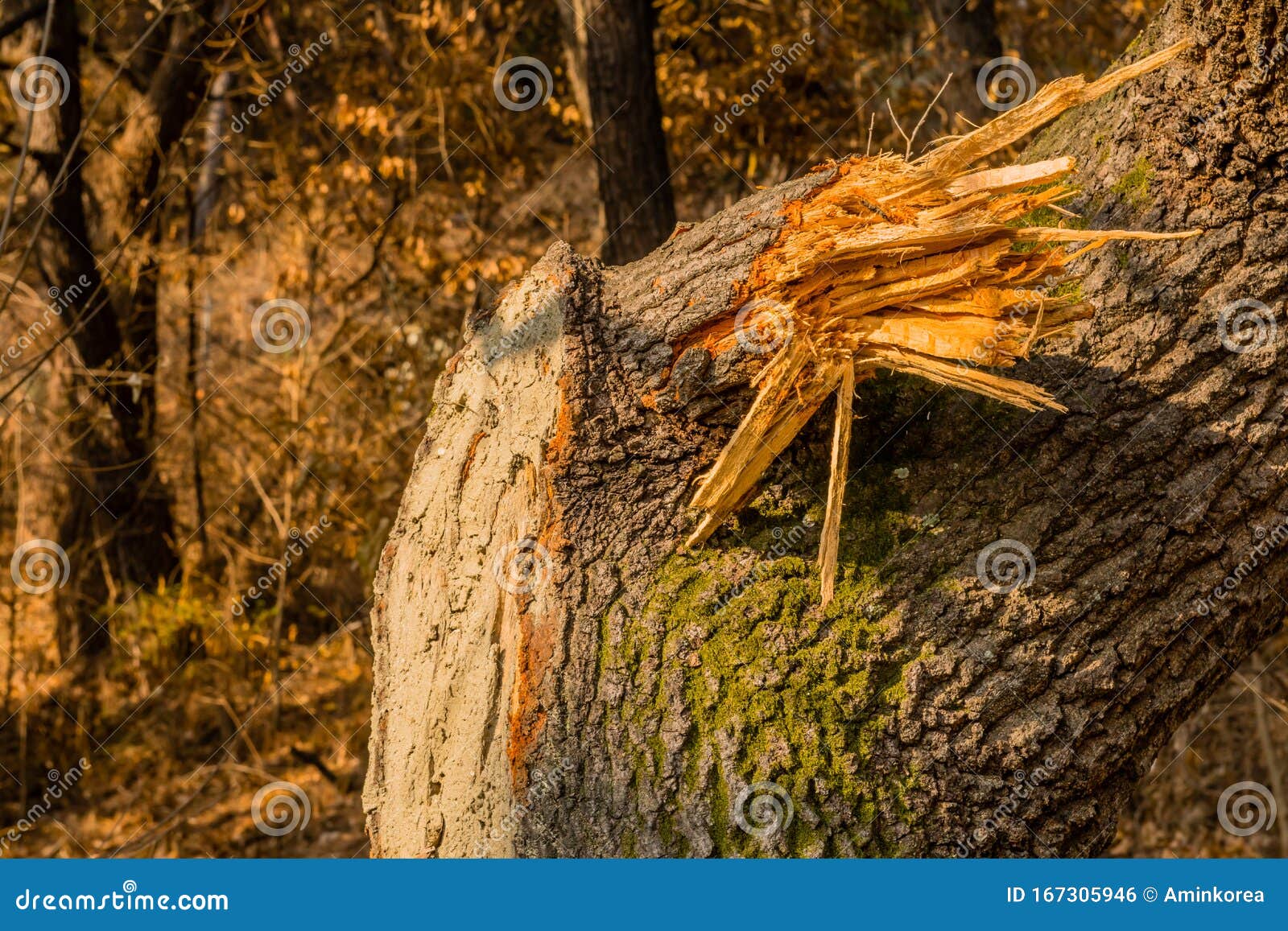Branch broken off tree stock photo. Image of agriculture - 167305946