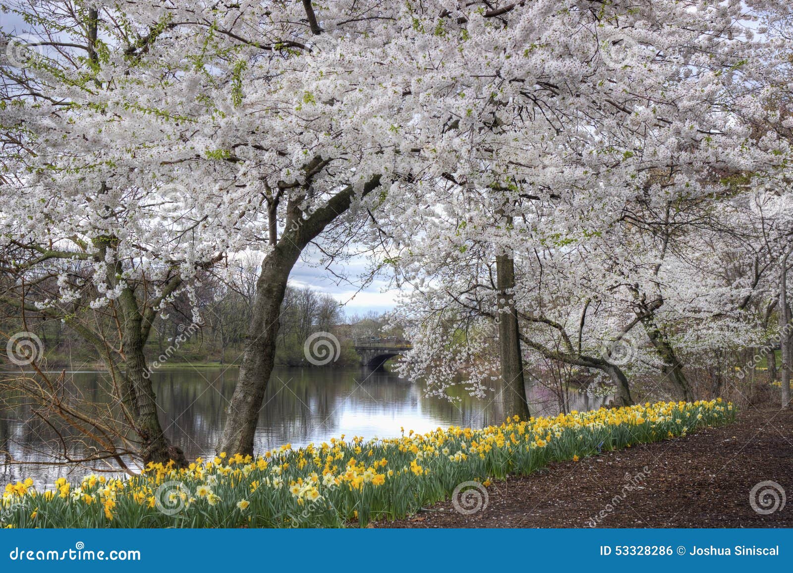Branch Brook Park stock photo. Image of time, spring - 53328286