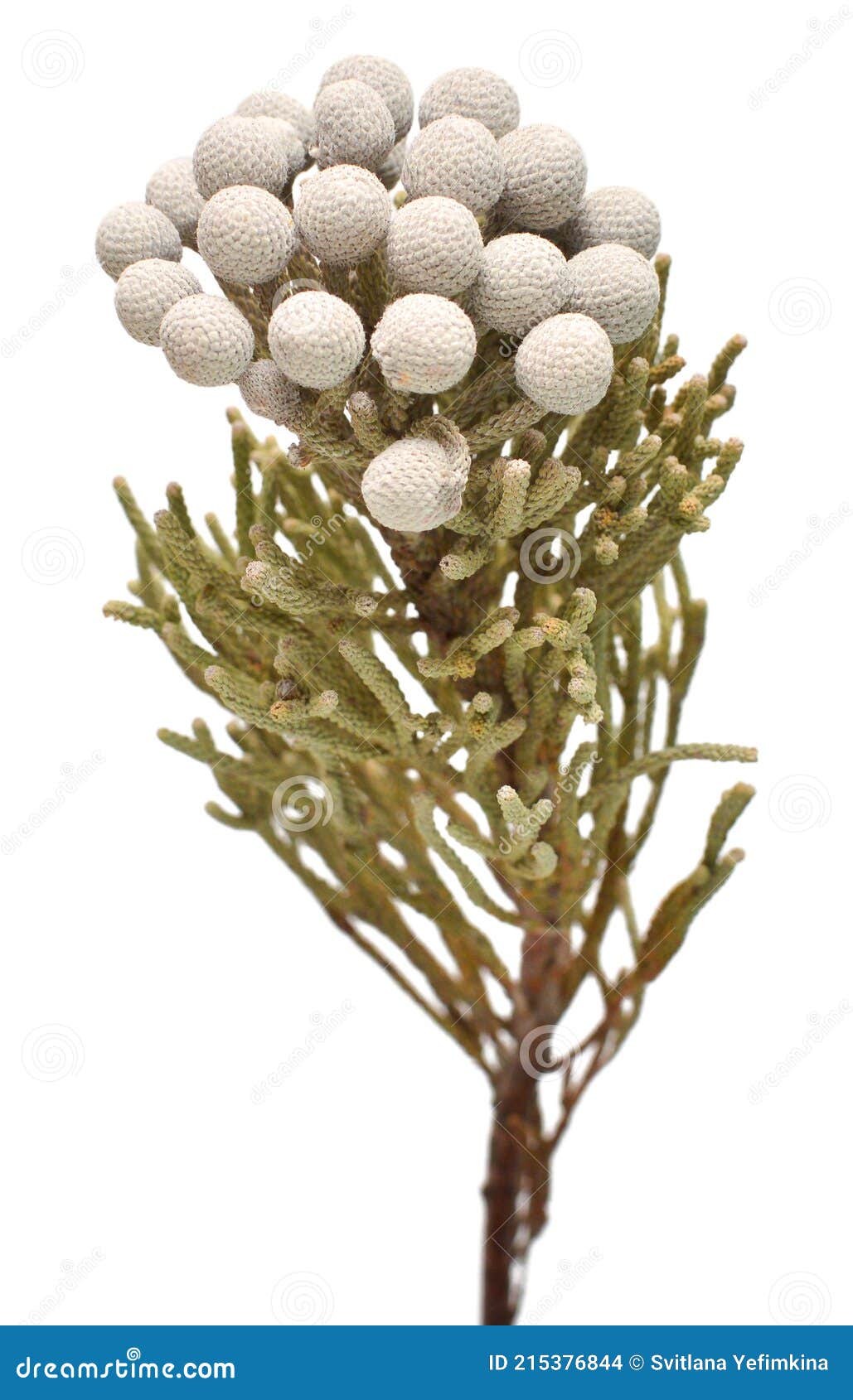 African Silver Brunia