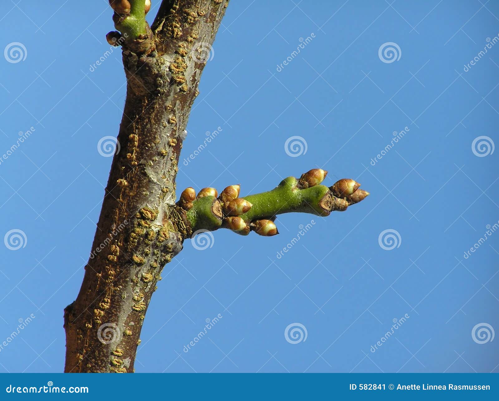 Branch with bud stock image. Image of park, outdoor, season - 582841