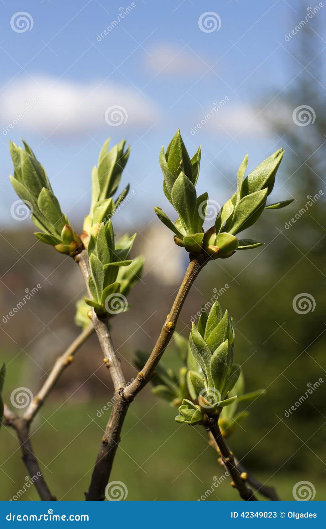 Branch with a bud on stock image. Image of leaf, branch - 42349023