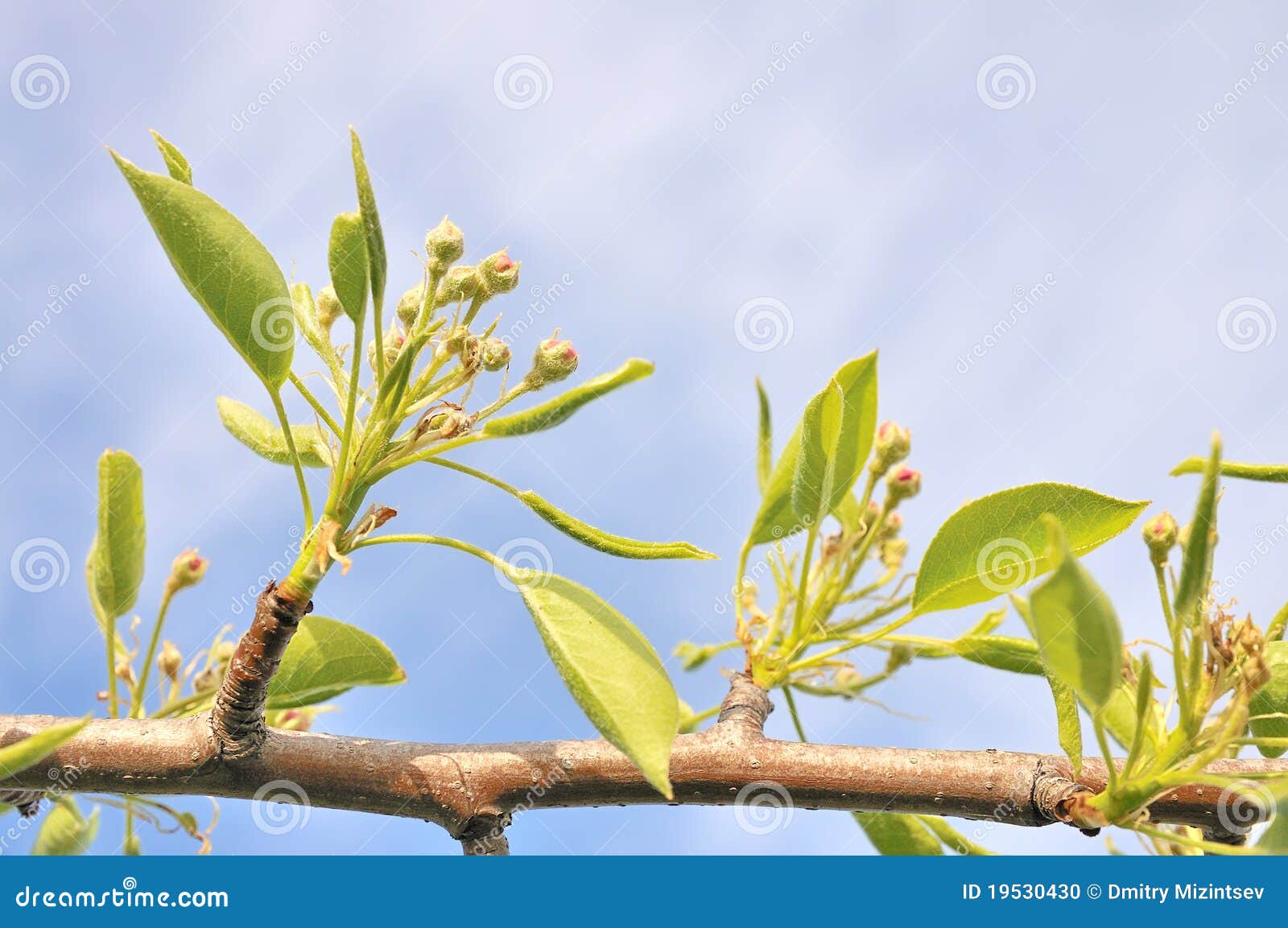 Branch with buds stock photo. Image of bloom, stamen - 19530430