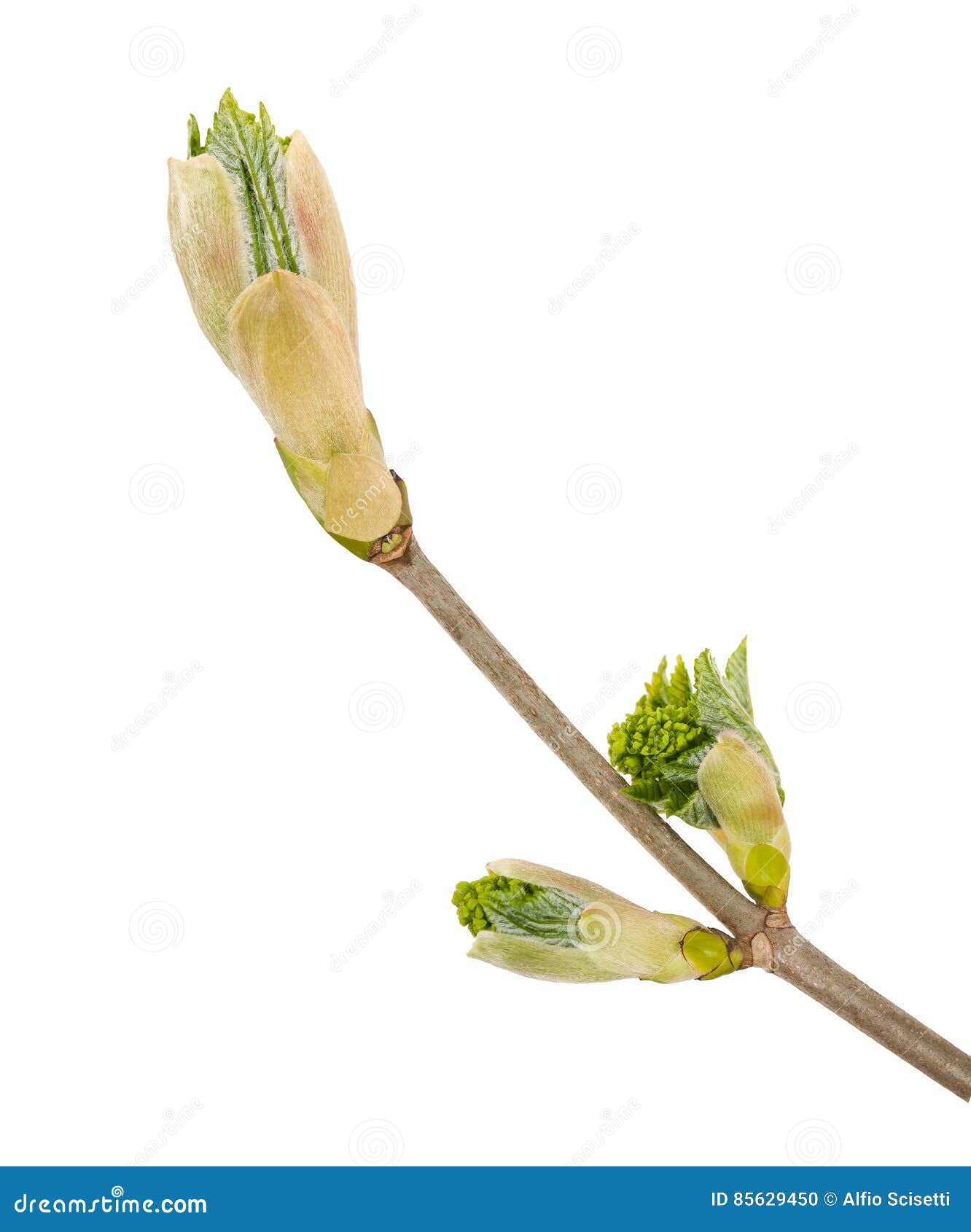 Branch with buds stock photo. Image of isolated, branch - 85629450